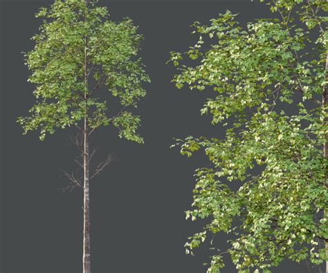 Artstation Fagus Sylvatica Tree 01 Resources