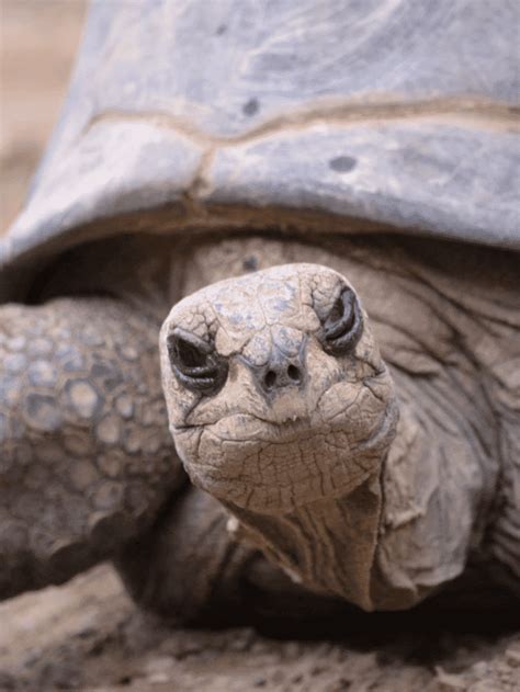 Meet Goliath The Largest Tortoise Ever Recorded Animals Around The Globe