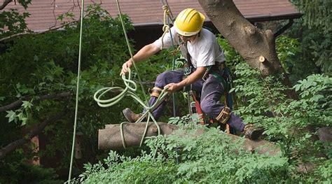 Guide To Tree Removal Brisbane Facts To Know On Removing Trees