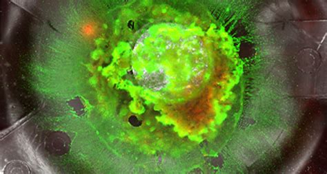 Neural Tissue Engineering Ibme