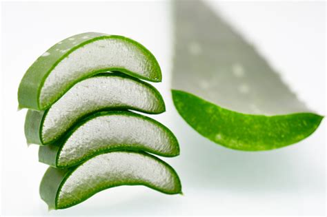 알로에 베라 조각의 매크로물 방울 피부 관리 및 헤어 케어에 매우 유용한 허브 약 0명에 대한 스톡 사진 및 기타 이미지 0명 가시 감기와 독감 Istock