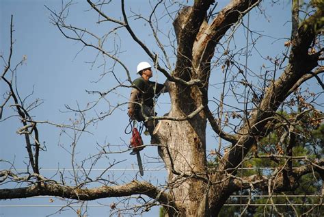 Houston Tree Trimming Service Free Estimates All Tree Professional 832 610 9572