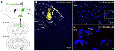 Inferior Colliculus Mouse