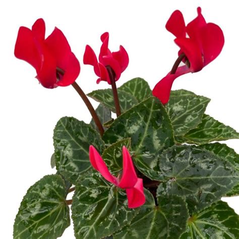 Cyclamen Smartiz Bright Red