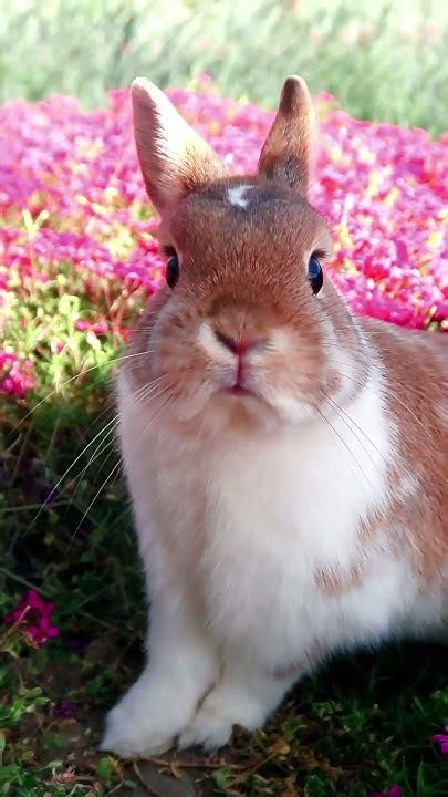 Как подружиться с кроликом чтобы он начал доверять тебе Youtube