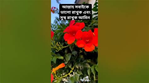 আল্লাহ সবাইকে ভালো রাখুক এবং সুস্থ রাখুক আমিন Fardinislamsalman