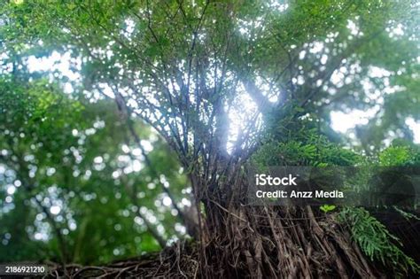 무성한 녹색 잎과 나뭇가지 사이로 들어오는 햇빛이 있는 장엄한 나무로 고요하고 생생한 자연 경관을 연출합니다 0명에 대한 스톡 사진 및 기타 이미지 Istock