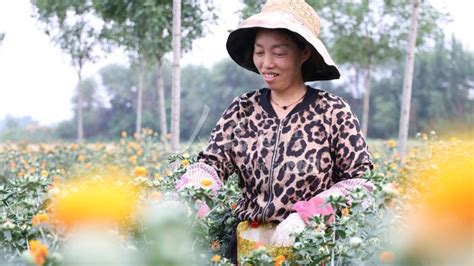 河北新河夏至时节红花采收忙 人民图片网