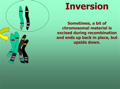 Ppt Types Of Cell Division Mitosis Body Cell Replication Meiosis Ppt Types Of Cell Division Mitosis Body Cell Replication Meiosis