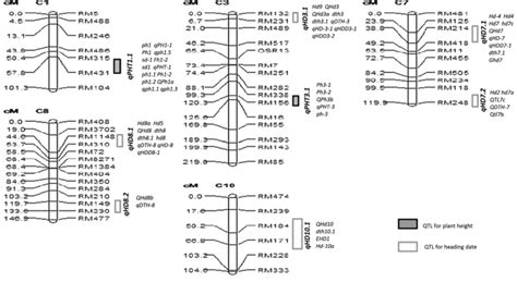 Molecular Genetic Maps Of Qtl Controlling Plant Height And Heading Date
