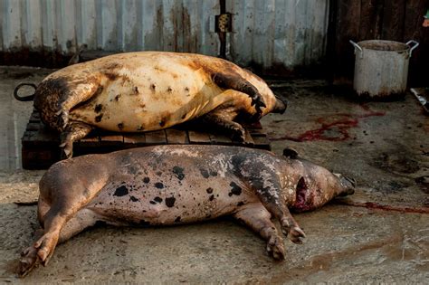 Polands Wild Boar Targeted In Pointless Cull That Could Actually