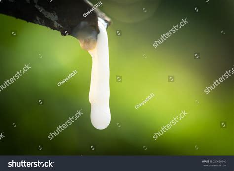 Closeup Rubber Latex Drop Rubber Tree Stock Photo 250650640 Shutterstock