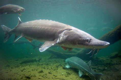 9 800 Ikan Sturgeon Foto Stok Potret And Gambar Bebas Royalti Istock