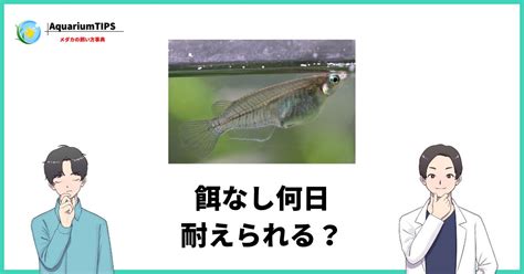 メダカは餌なしで何日耐えられる旅行や留守時のメダカの餌やり対策 アクアリウムTIPSメダカの飼い方事典