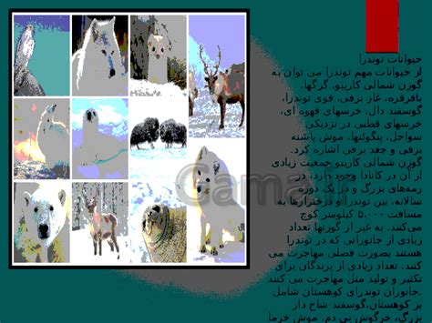 پاورپوینت مطالعات اجتماعی نهم زیست بوم توندرا گاما