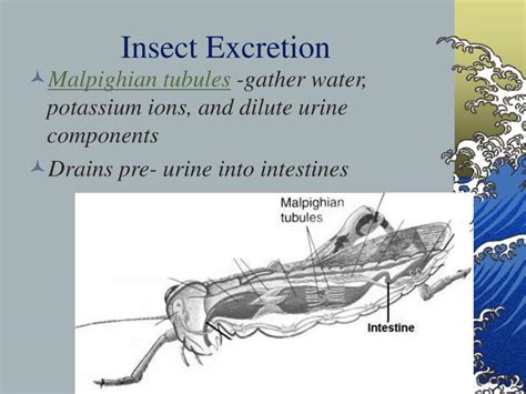 Ppt Animals Powerpoint Presentation Free Download Id2418204