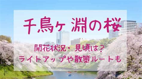 鋸南町水仙まつり2025をくづれ水仙郷と江月水仙ロードの見頃や開花状況