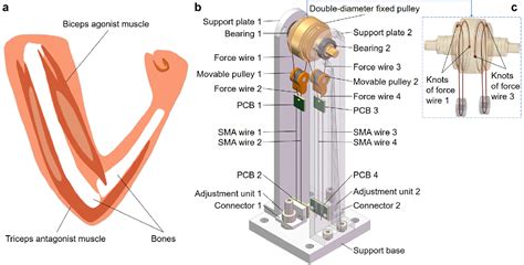 Figure 2 From Design And Position Control Of A Bionic Joint Actuated By