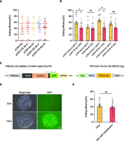 Construction Of The Hesc Colony With Inducible Ce 8e Dv Expression A Download Scientific