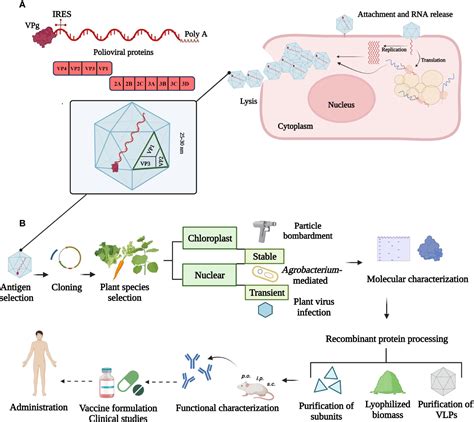 Schematic Diagram Of The Life Cycle Of Poliovirus Within A