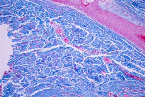 Characteristics Tissue Of Human Scalp Skin Human From General Body
