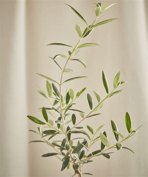 Olive Tree Plantastic