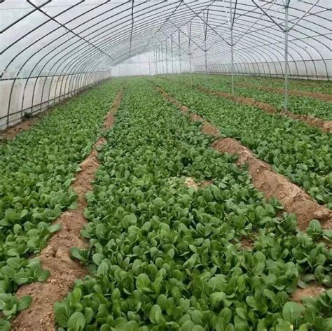 青菜种植叶片易发黄注意这3方面问题 农户 根系 蔬菜