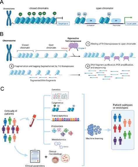 Chromatin Accessibility Sequencing And Multi Scale Modelling In Download Scientific Diagram
