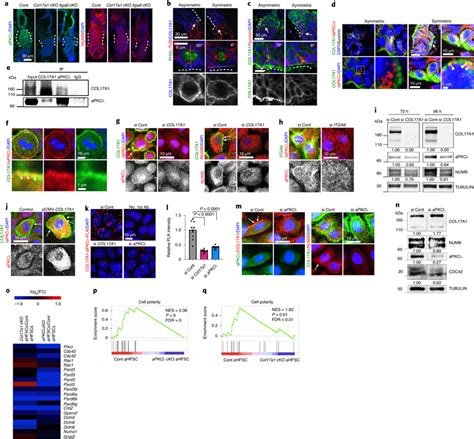Hd Components Stabilize Cell Polarity Related Proteins In Vivo And In