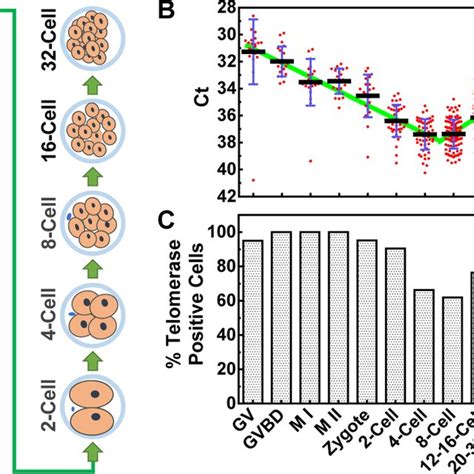 Measurements Of Telomerase Activity By Trap A Primer Extension By Download Scientific