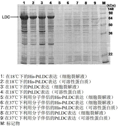 新型赖氨酸脱羧酶及利用其制备尸胺的方法与流程 2