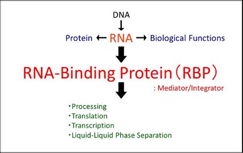 Conclusion Of The Conference Rna Binding Protein Plays A Central Role