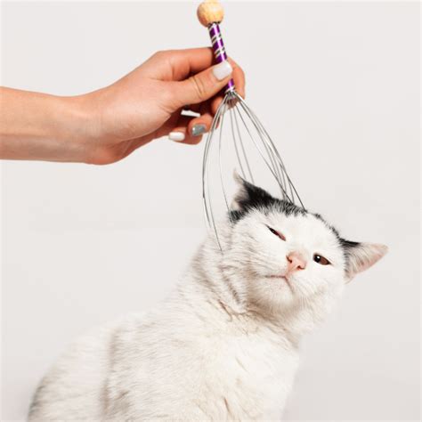 The Benefits Of Cat Massage And How To Do It Right The Cat Bandit Blog