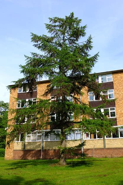 Larix Decidua European Larch