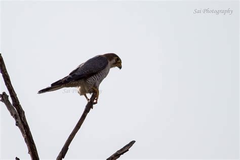 Sai Shailesh Photography