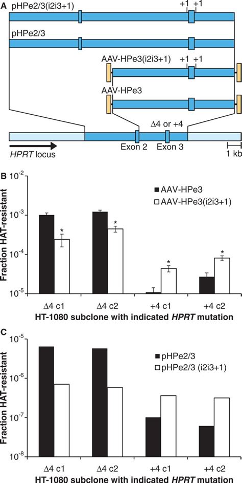 Correction Of Hprt Mutations With Aav And Plasmid Vectors A