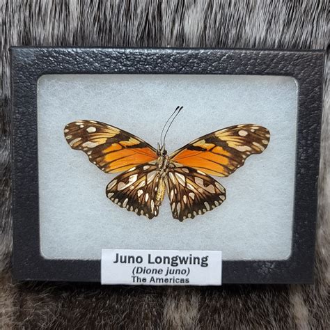 Juno Longwing Butterfly Skullstore Inc
