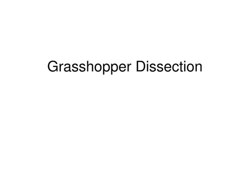 Ppt Grasshopper Dissection Powerpoint Presentation Free Download Id 1901450