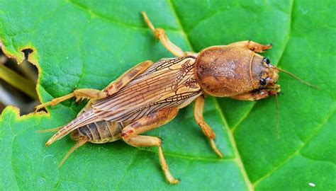 Як позбутися капустянки перевірені способи Читайте на Ukr Net