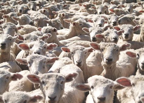Sheep Pox And Goat Pox Epizone