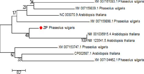 phylogenetic tree constructed by neighbor joining method based on