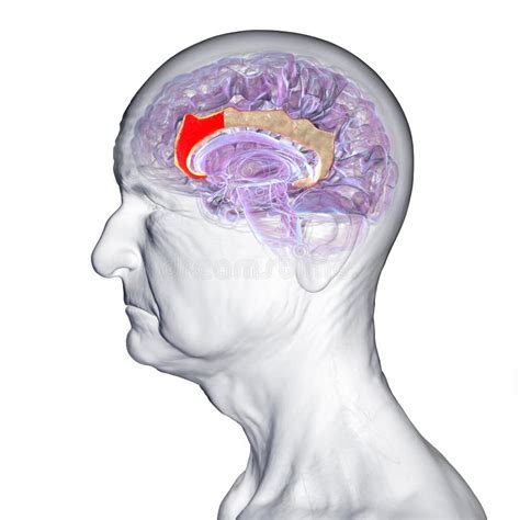 Anterior Cingulate Cortex In Human Brain 3d Illustration Stock