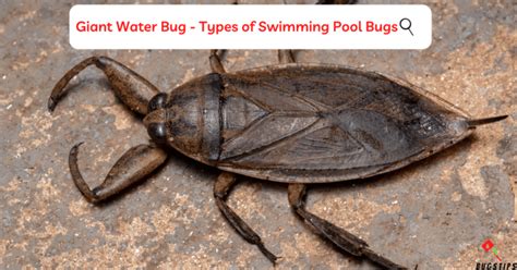 Types Of Swimming Pool Bugs You Should Know About BugsTips