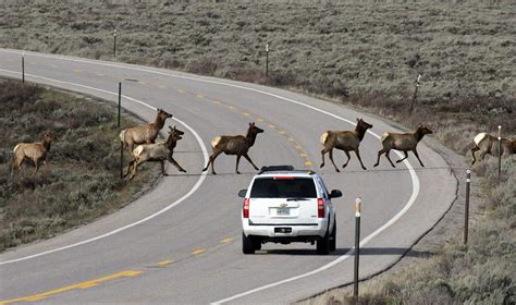 Safety First Staying Alert For Wildlife On The Road Montana Council