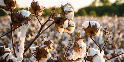 Calls To Increase Crop Reference Prices Would Help Fewer Than 6000 Farmers Environmental