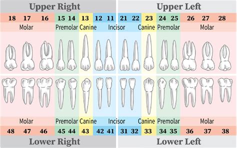 Teeth Numbering System Proposed By The World Dental Federation