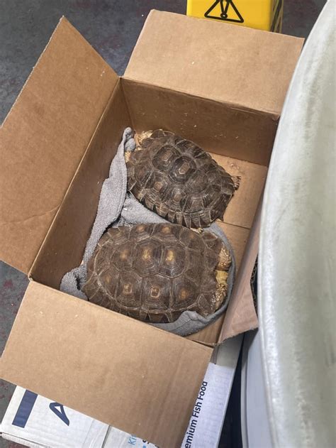 Lizard Identification Rreptiles