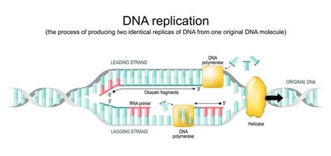 Dna Rna Scientific Poster Vector Images Depositphotos