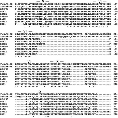 Sequence Comparison Of 11 Conserved Kinase Domains Of The Two