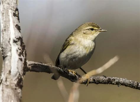 The 10 Smallest Birds In The Uk Photos And Descriptions